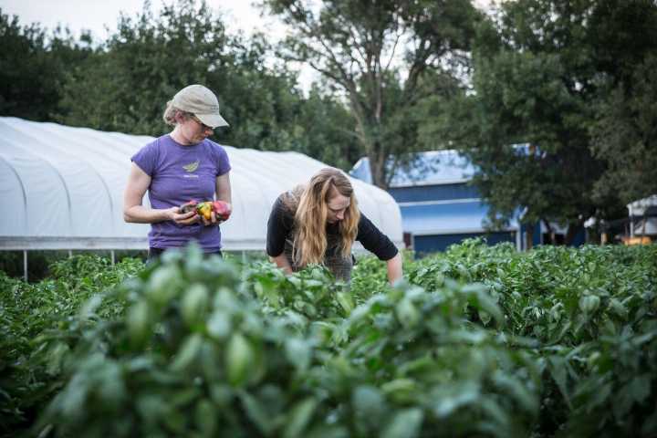Hawley Hamlet Urban Farm - Made in the Neb