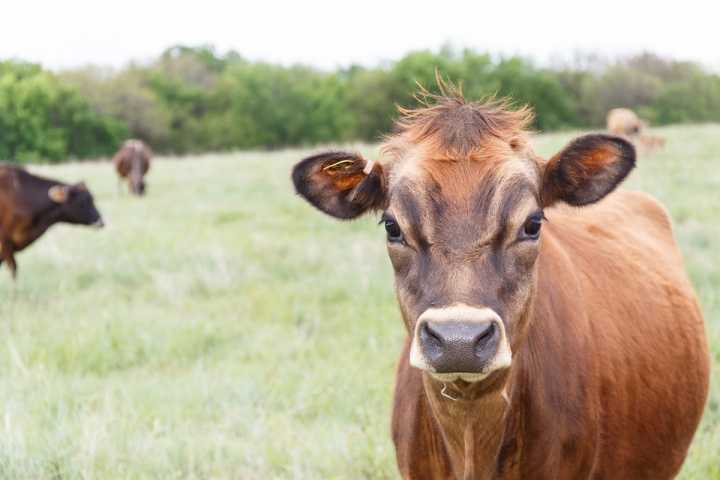 Hawley Hamlet Urban Farm - Made in the Neb