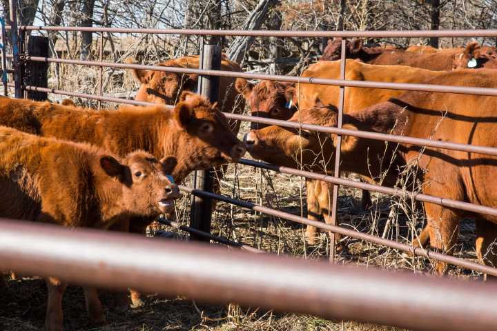 Hawley Hamlet Urban Farm - Made in the Neb