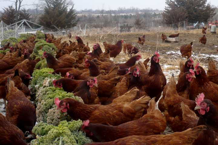 Hawley Hamlet Urban Farm - Made in the Neb