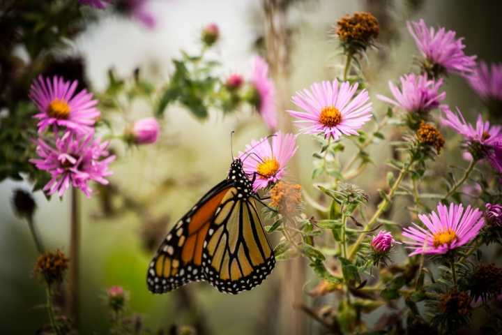 Hawley Hamlet Urban Farm - Made in the Neb